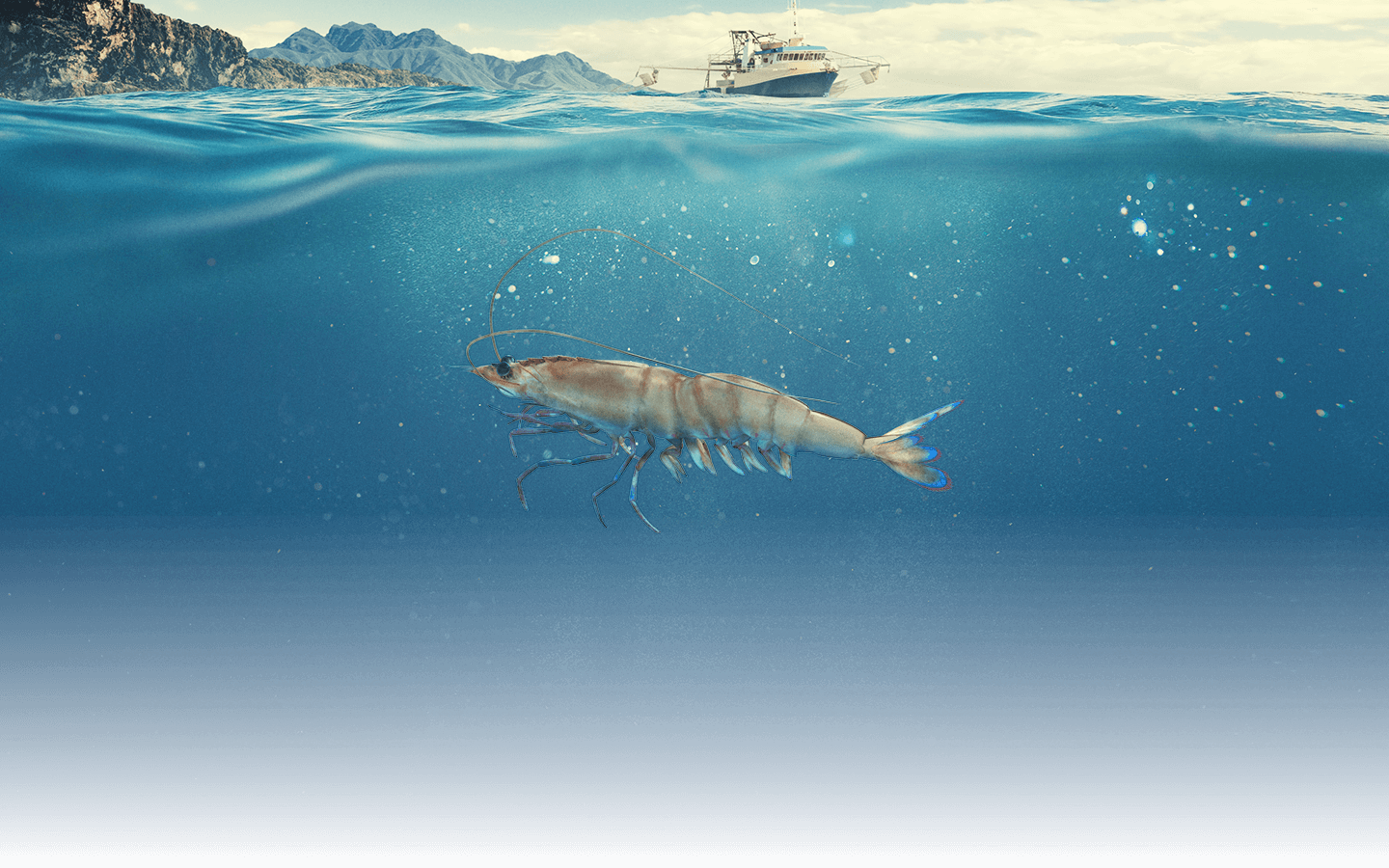 Australian Wild Prawns - Prawn Species